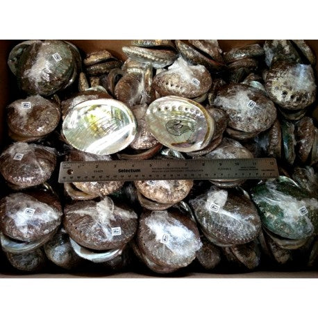 4-5" Mexico Green Abalone Shell - Canvape.com